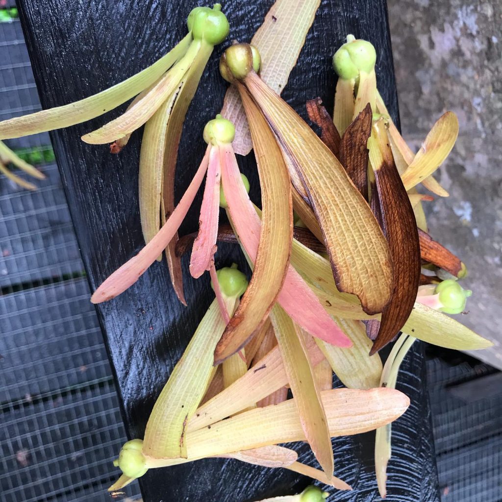 TSS KK Talk: Mast fruiting in Borneo; The wildlife perspectives by Dr ...